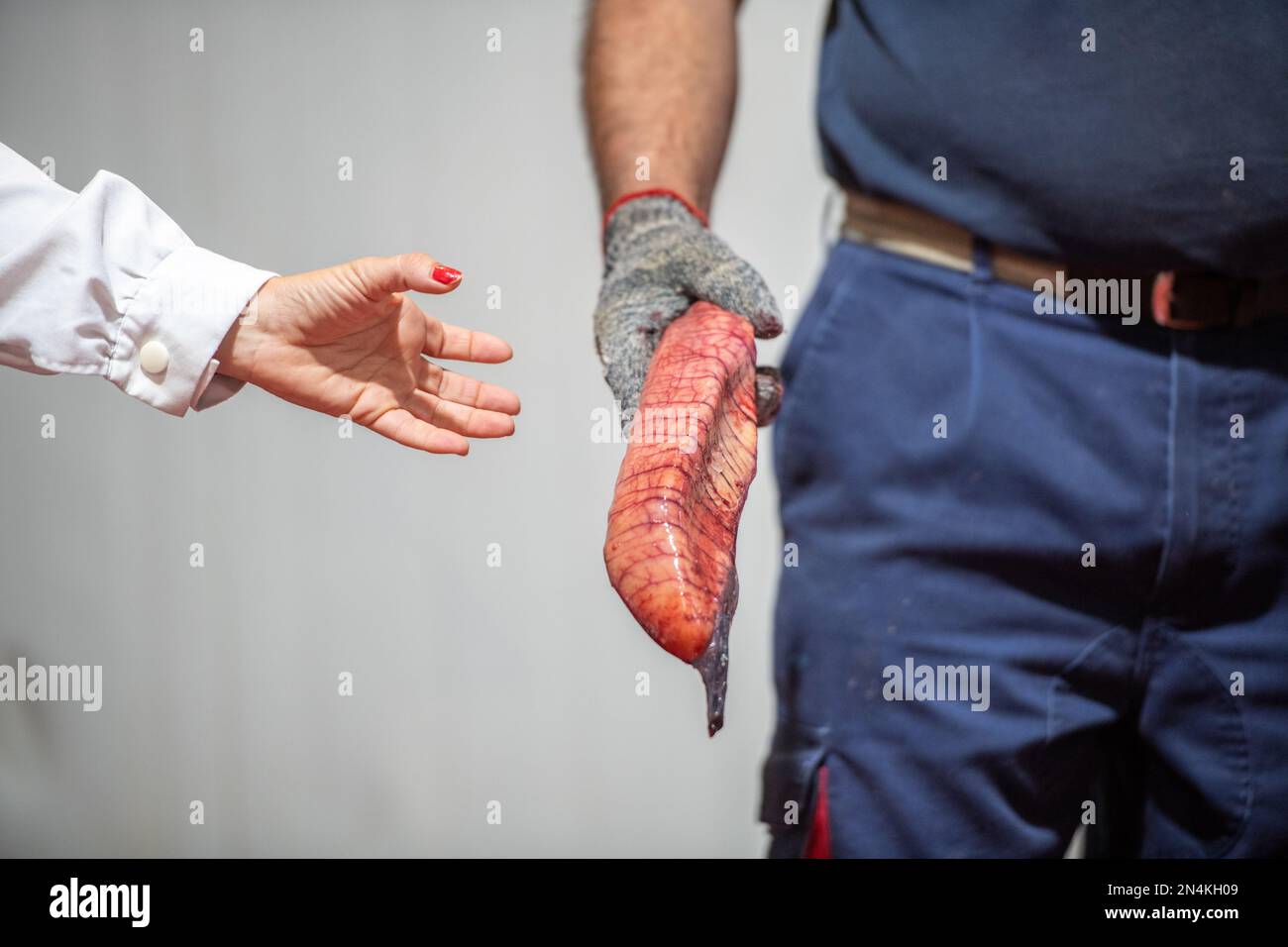 Cutting and prepping fish for canning process, Fish canning factory ...