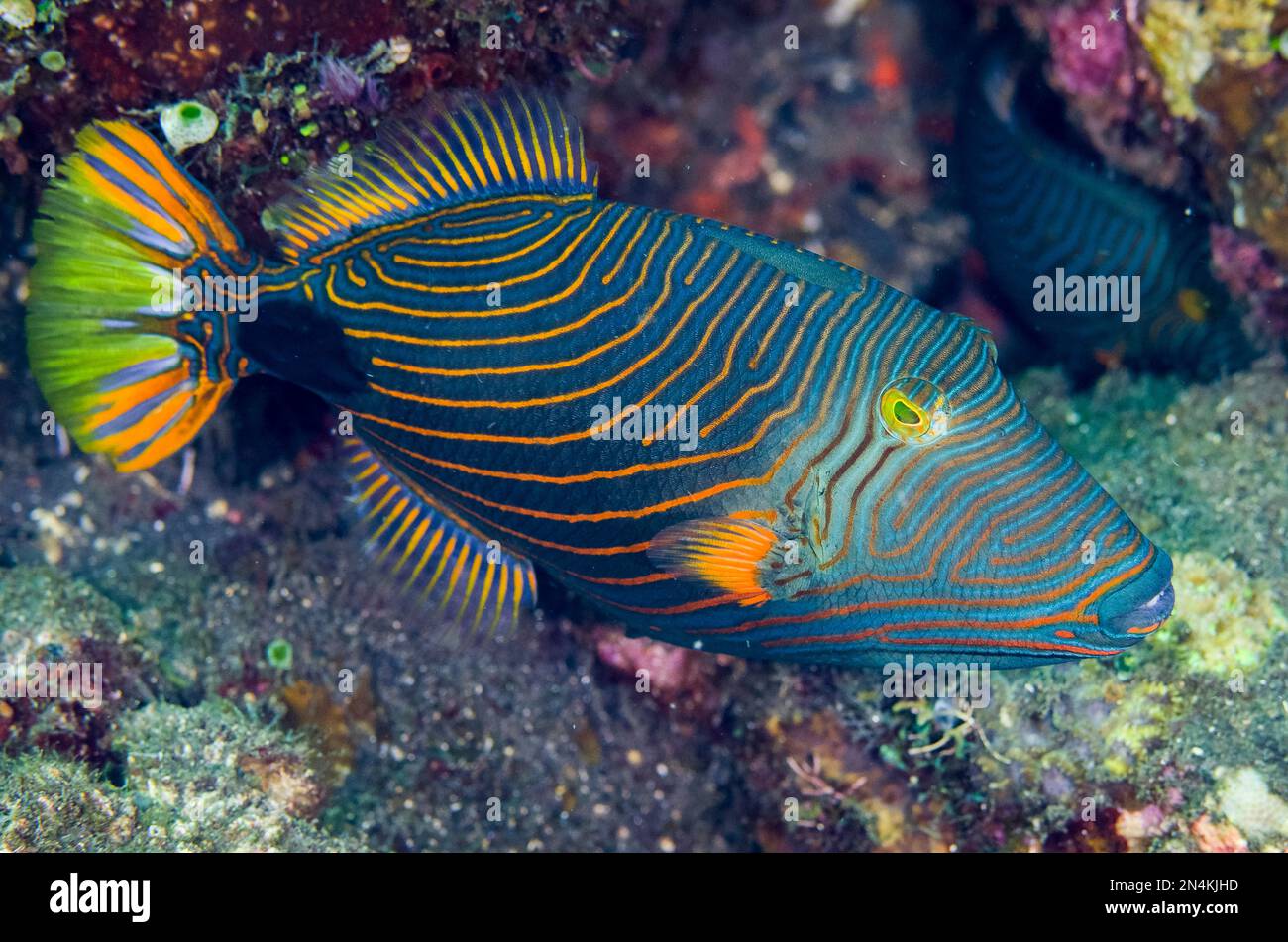 Orange-lined Triggerfish, Balistapus undulatus, Coral Garden dive site, Seraya, Kubu district ...