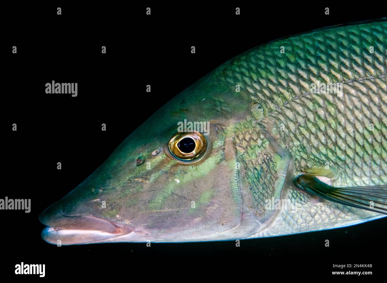 Longface Emperor, Lethrinus olivaceus, Dropoff dive site, Tulamben ...