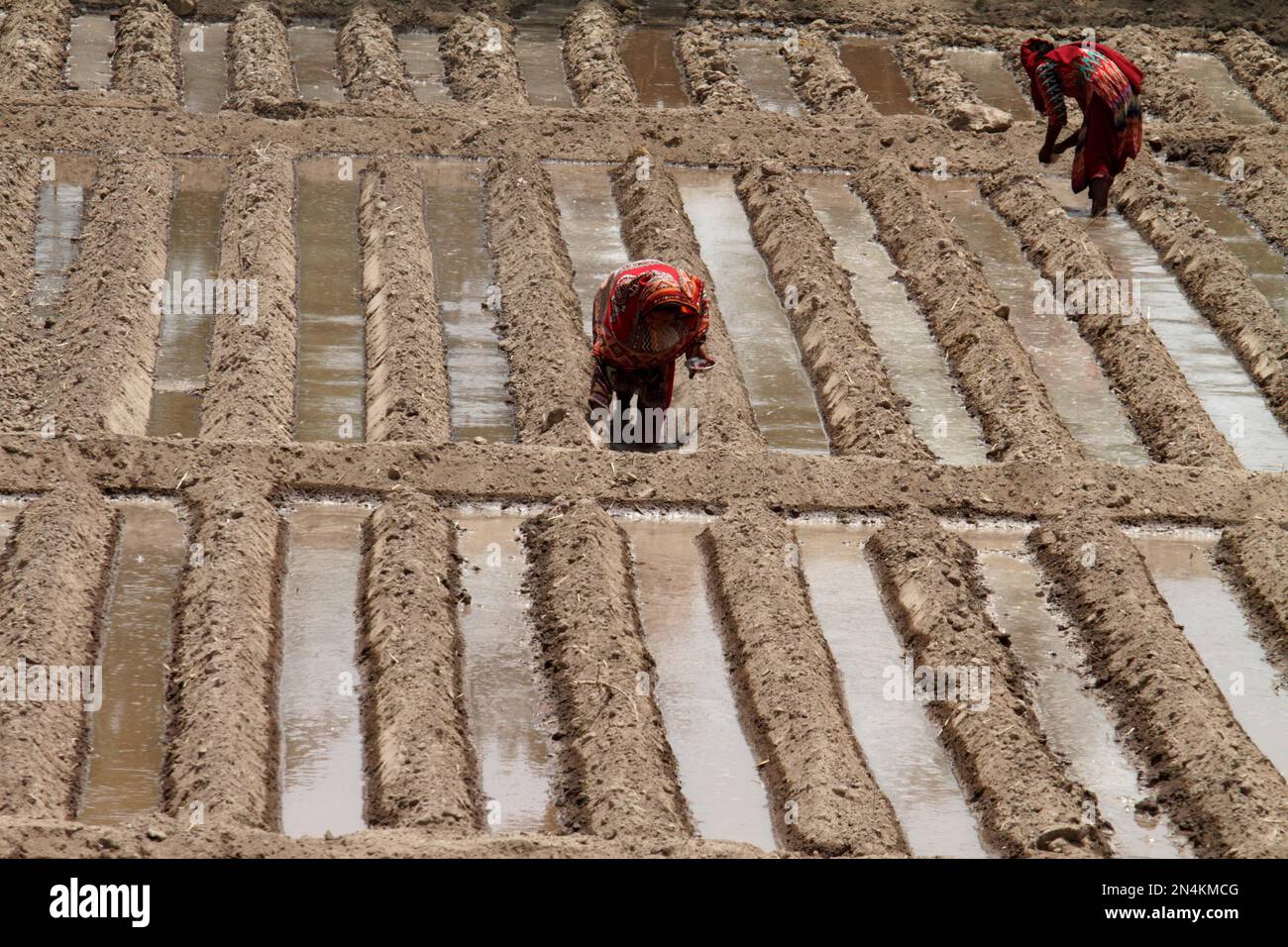 Pakistani female farmers plant seeds for vegetables in Lahore, Pakistan ...
