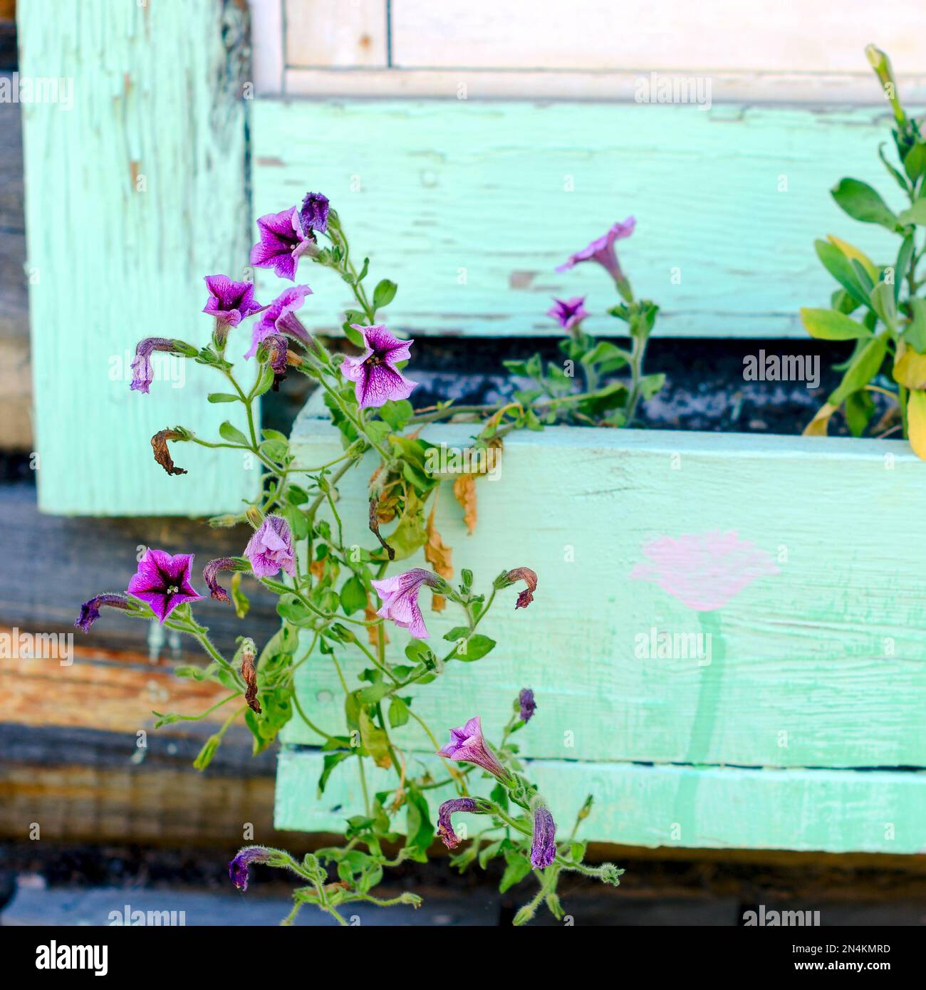 Lilac flowers of petunias hang from a wooden pot under the casing of ...