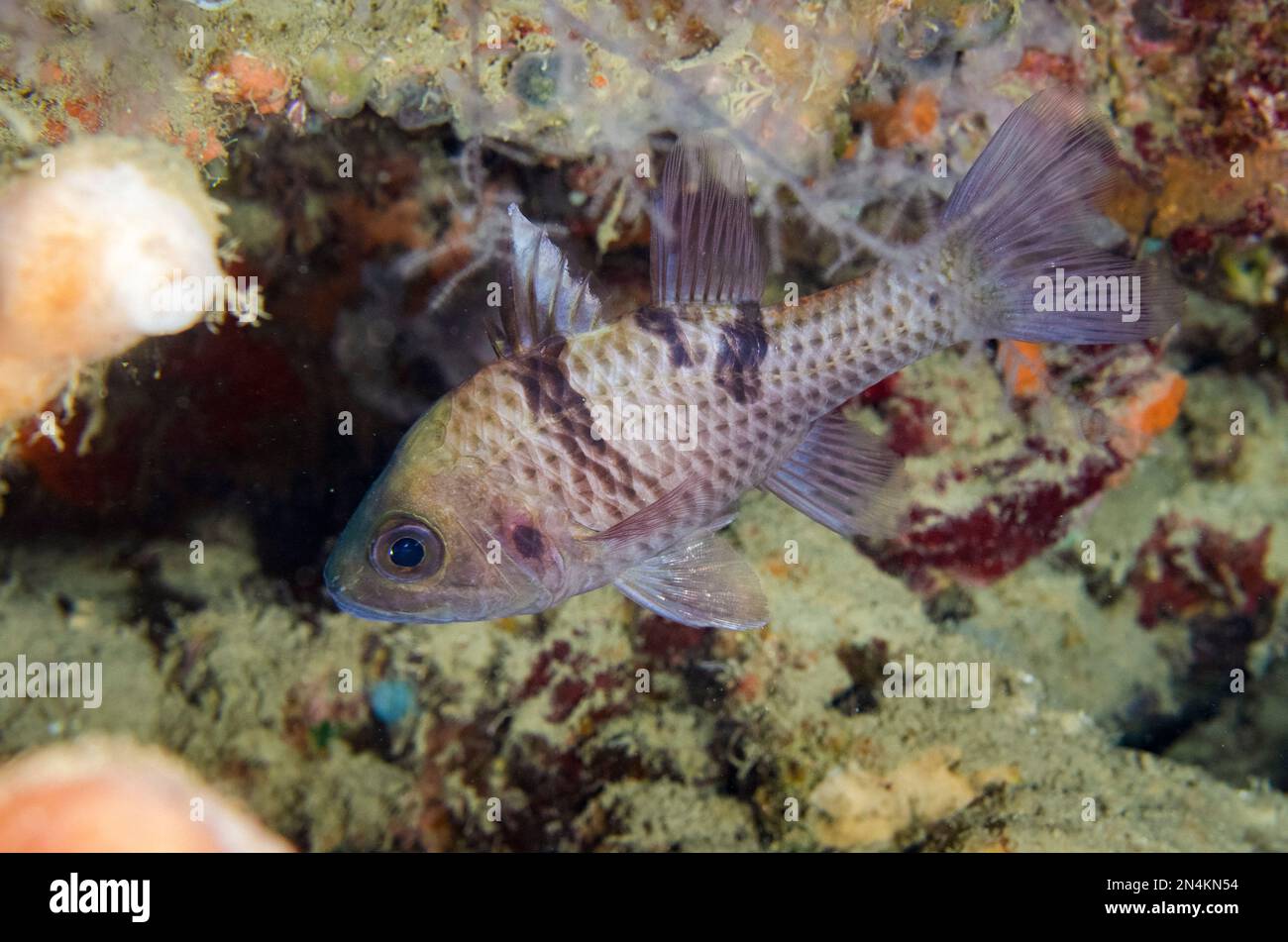 Threespot Cardinalfish, Pristicon trimaculatus, Pasir Putih dive site ...