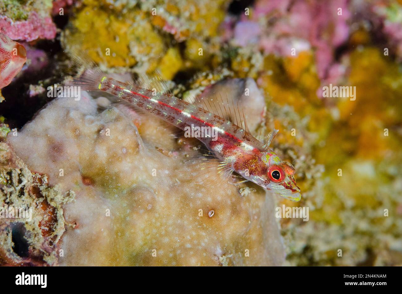 Female Longjaw Triplefin, Ucla xenogrammus, Gemaf dive site, Weda ...