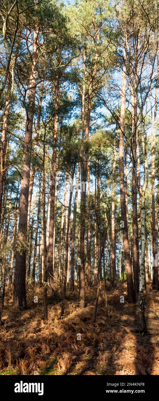 Tall pine trees stand hi-res stock photography and images - Alamy