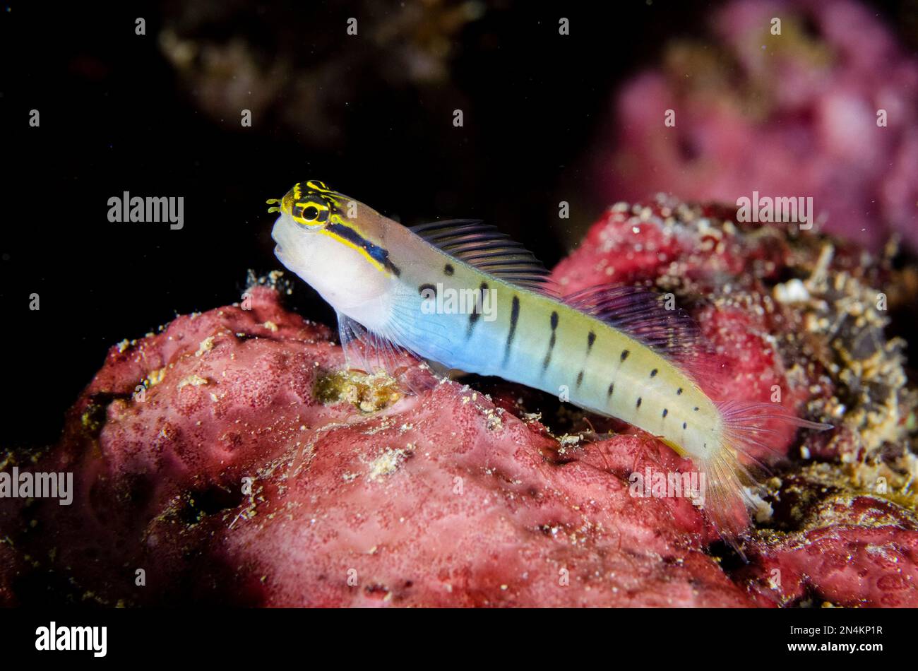 Randall's Blenny, Ecsenius randalli, endemic to Halmahera, Weda ...