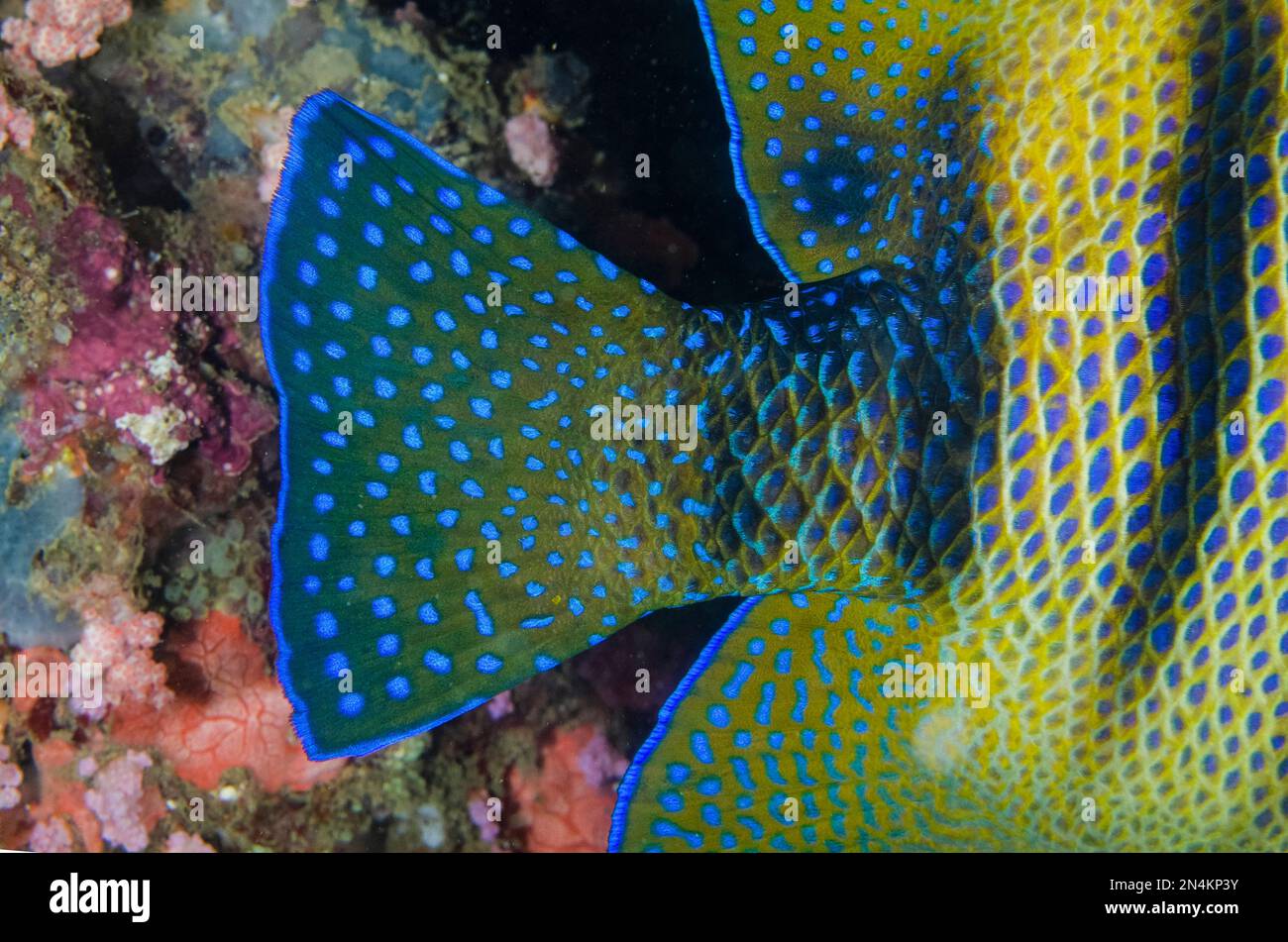 Tail of Semicircle Angelfish, Pomacanthus semicirculatus, Bandara dive ...