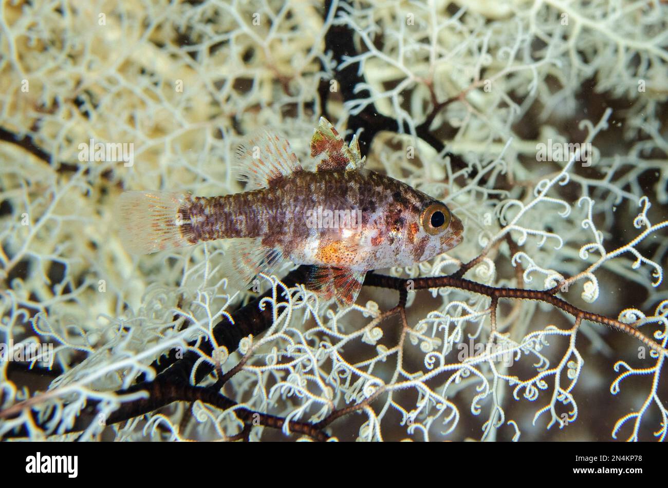 Spotless Cardinalfish, Fowleria vaiulae, in Giant Basket Star, Astroboa ...