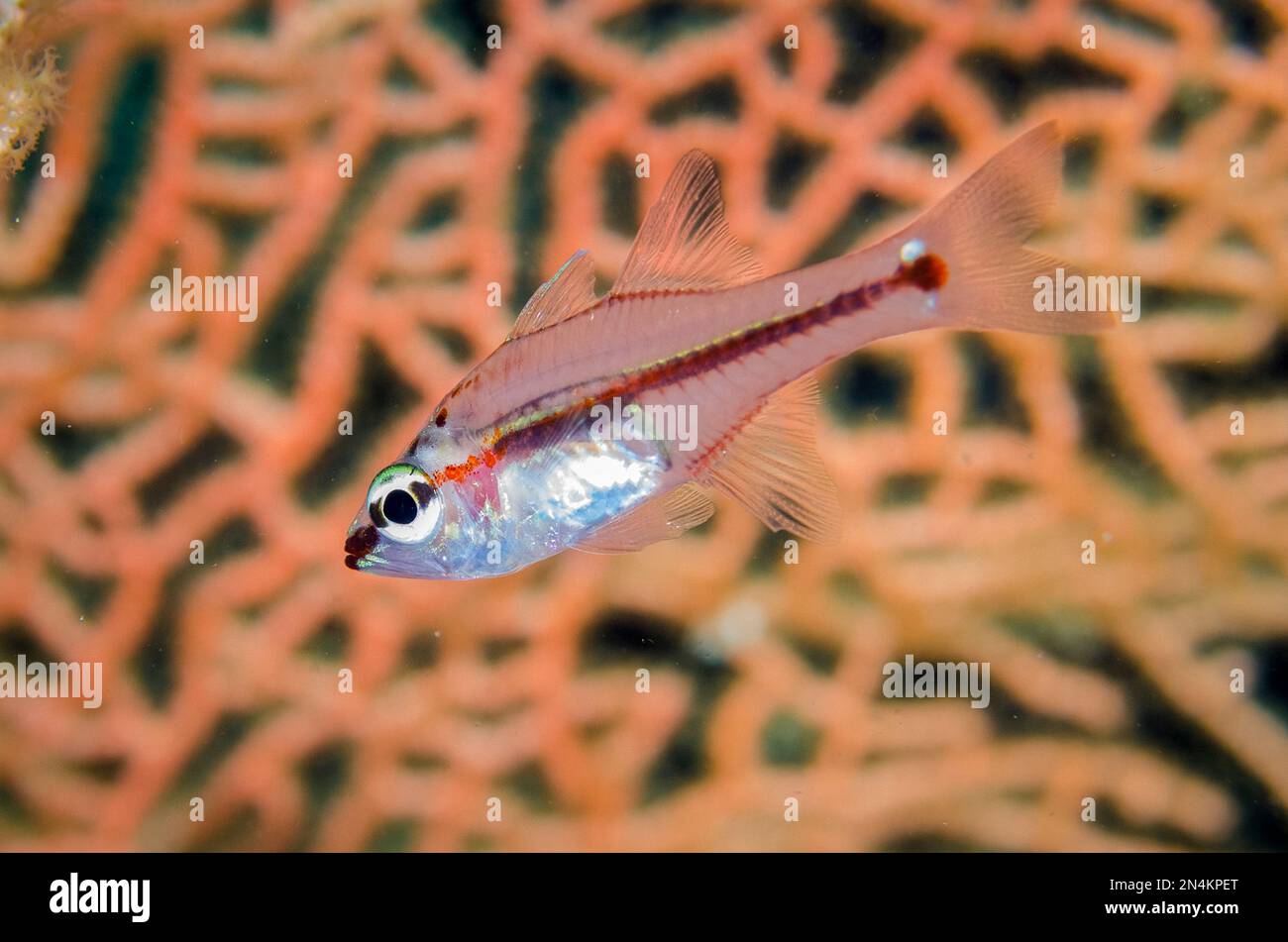 Ostorhinchus melanoproctus hi-res stock photography and images - Alamy