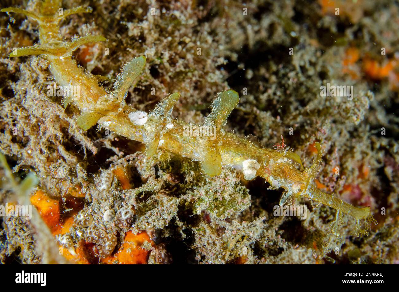 Whiskered Pipefish, Halicampus macrorhynchus, Kobe Reef dive site, Weda ...