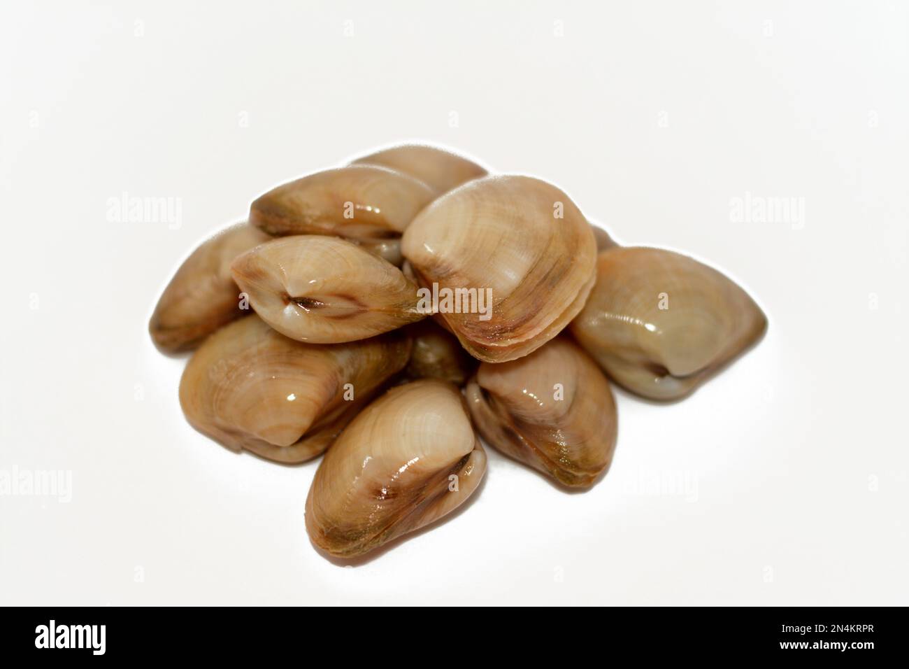 Fresh pile of sea food clams, mussels, oysters and also called gandofly ...