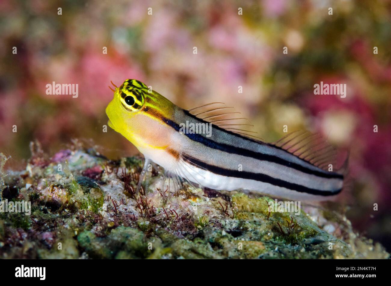 Black striped form of Bath's Blenny, Ecsenius bathi, Gorango Mini dive ...