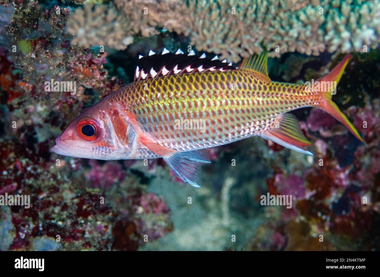 Blackfin squirrelfish hi-res stock photography and images - Alamy