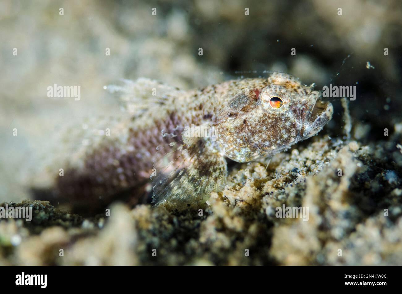 Goby, Drombus sp, with parasitic Copepod, Copepoda Subclass, Pasir ...