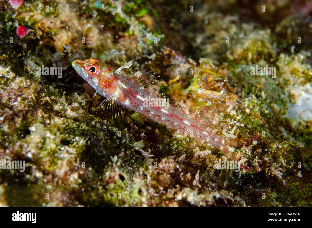 Longjaw Triplefin, Ucla xenogrammus, Elmoost dive site, Weda, Halmahera ...