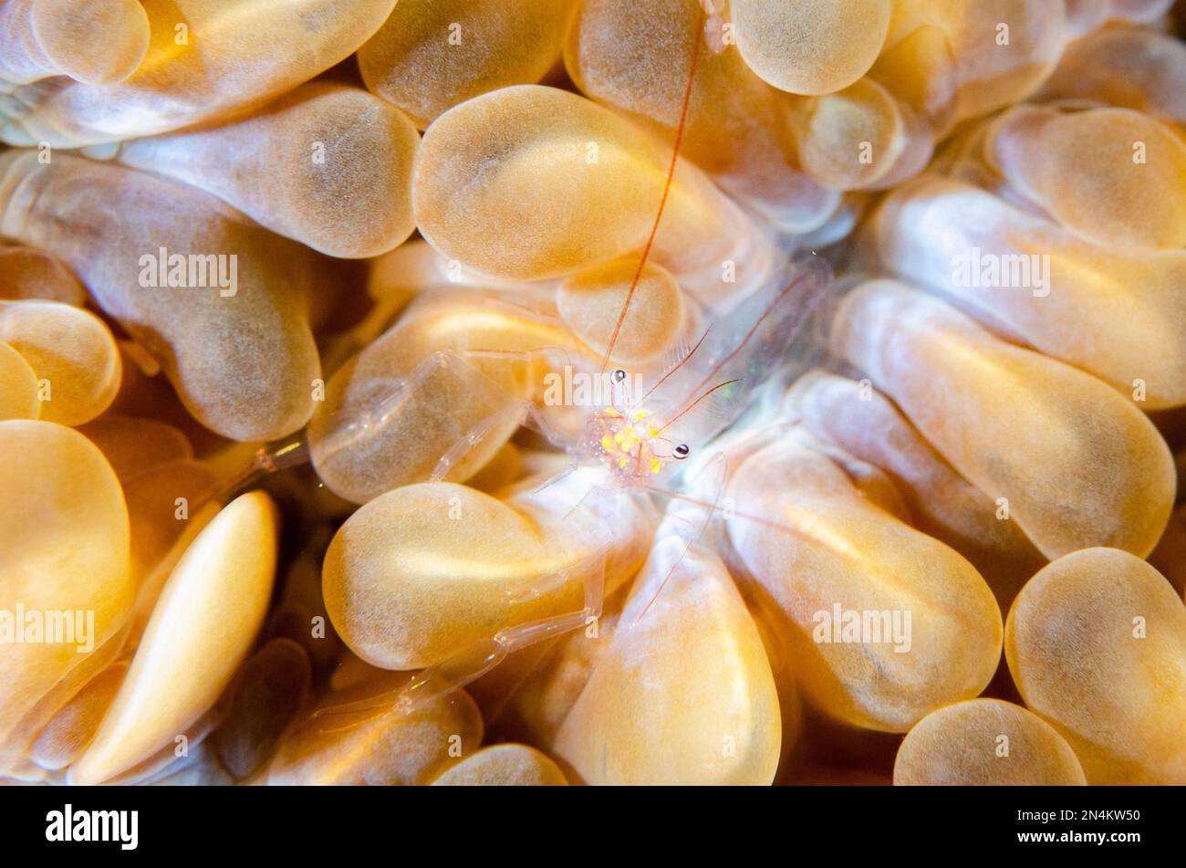 Bubble Coral Shrimp, Vir sp, in Bubble Coral, Plerogyra sinuosa ...