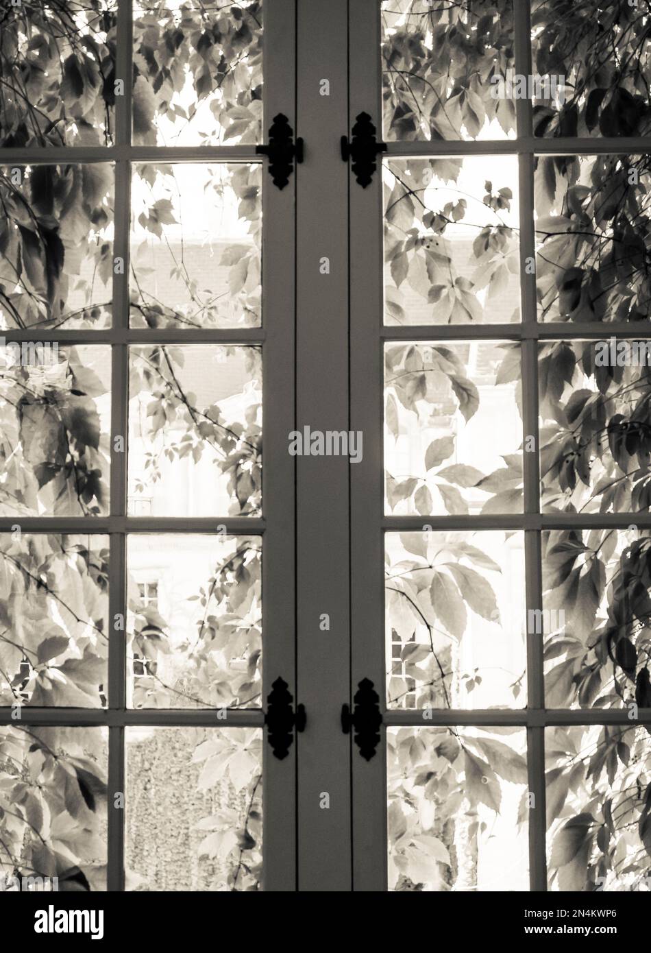 Window with plants, Carnavalet Museum, a museum dedicated to the ...