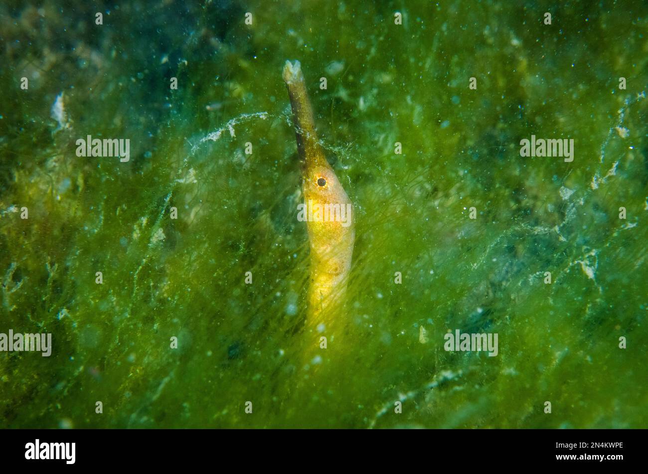 Bend Stick Pipefish in algae, Trachyrhampus bicoarctatus, Bandara dive ...