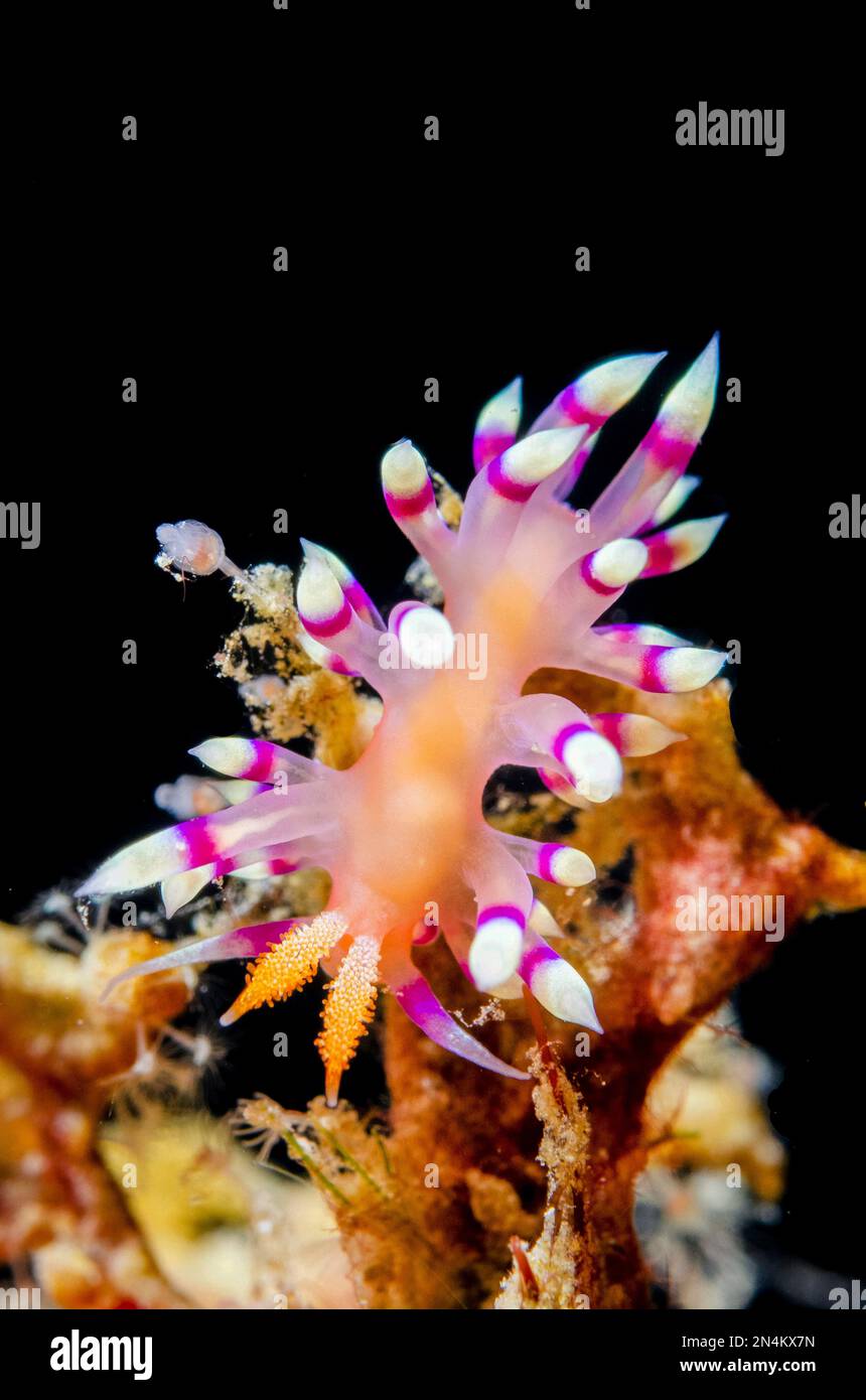 Much-desired Flabellina Nudibranch, Flabellina exoptata, Tanjung Nenas ...