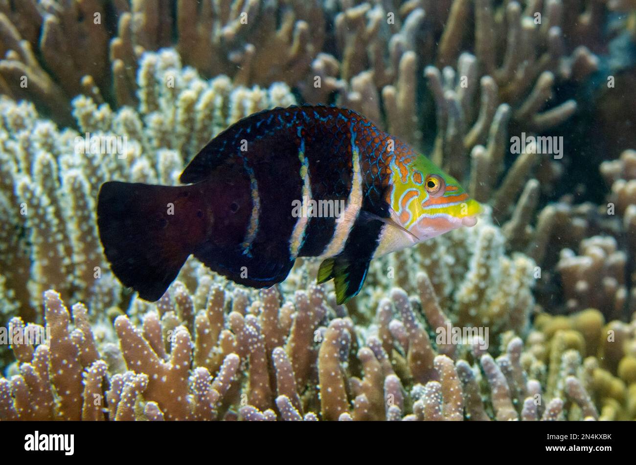 Barred Thicklip Wrasse, Hemigymnus fasciatus, Tanjung Nenas dive site ...