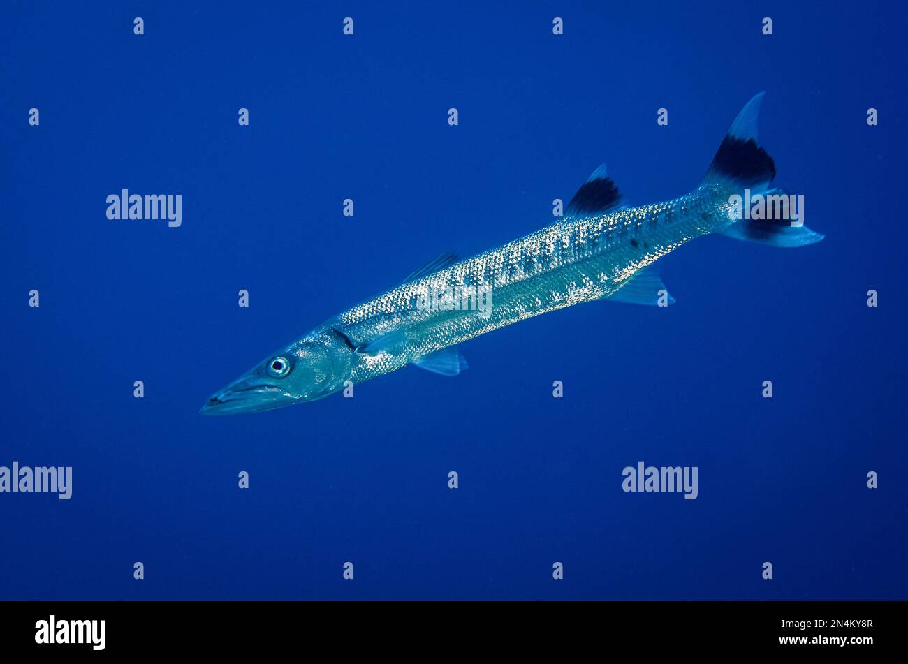 Pickhandle Barracuda, Sphyraena jello, Elmoost dive site, Weda ...