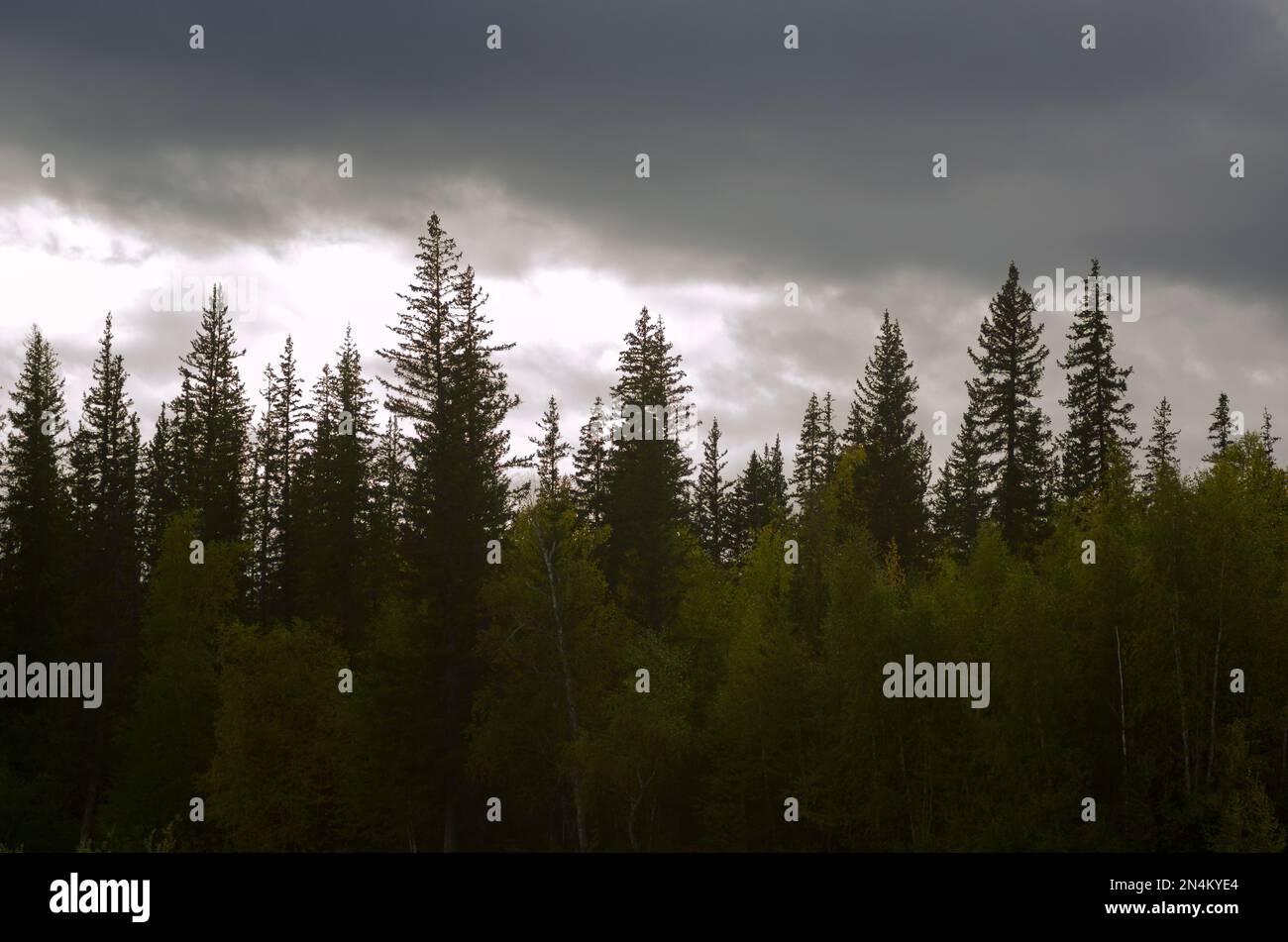 Fat blue clouds float in the afternoon over the Yakut spruce taiga in ...