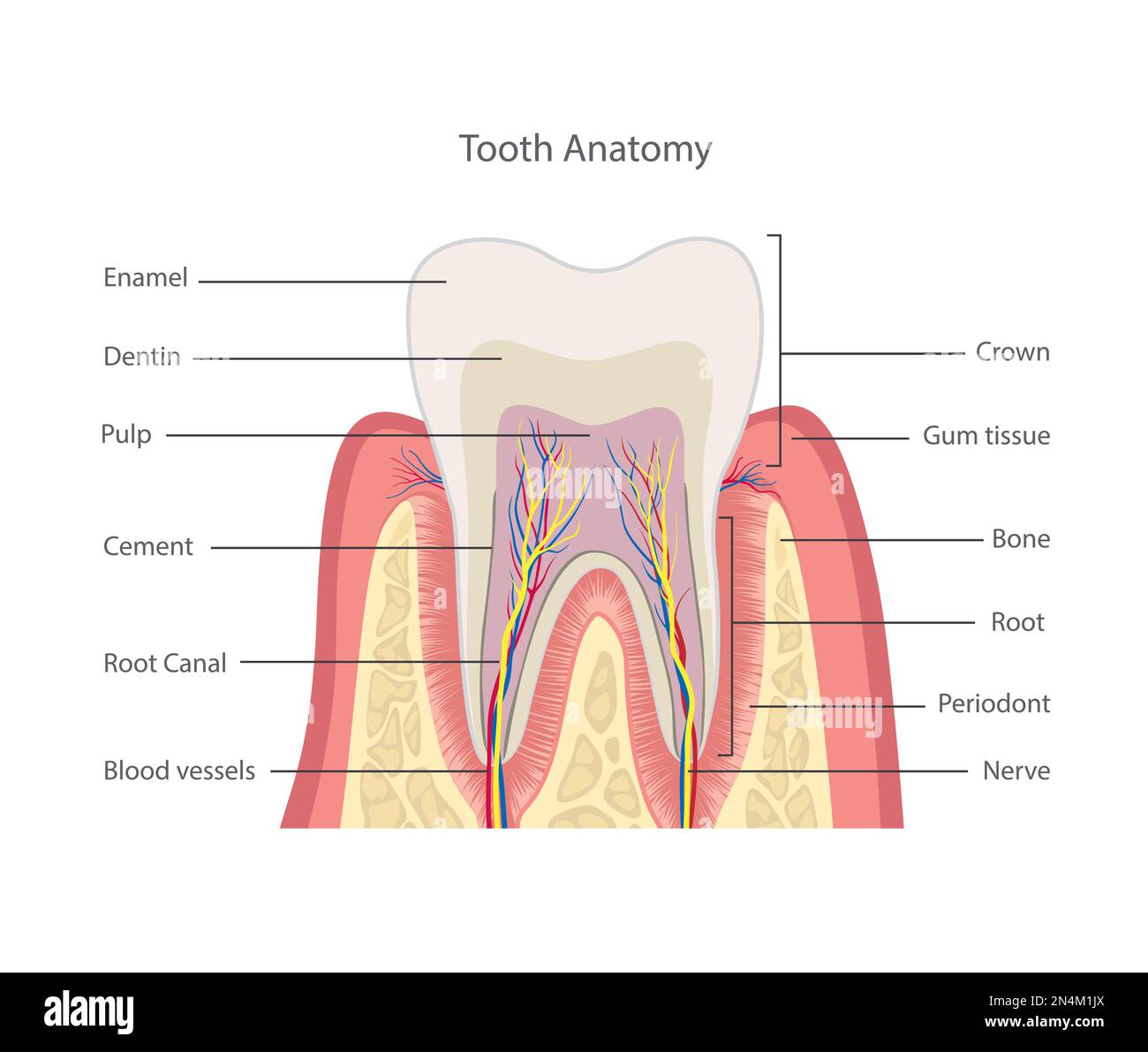 Tooth structure. Anatomy of teeth. Dental medical illustration Stock ...