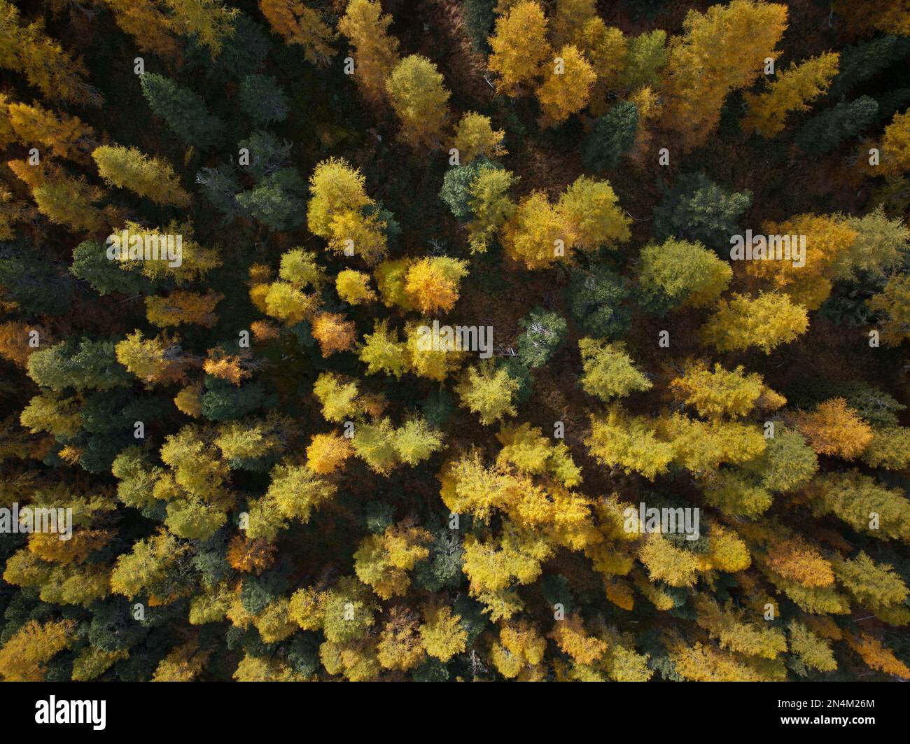 An aerial top view of a forest during the fall season Stock Photo - Alamy