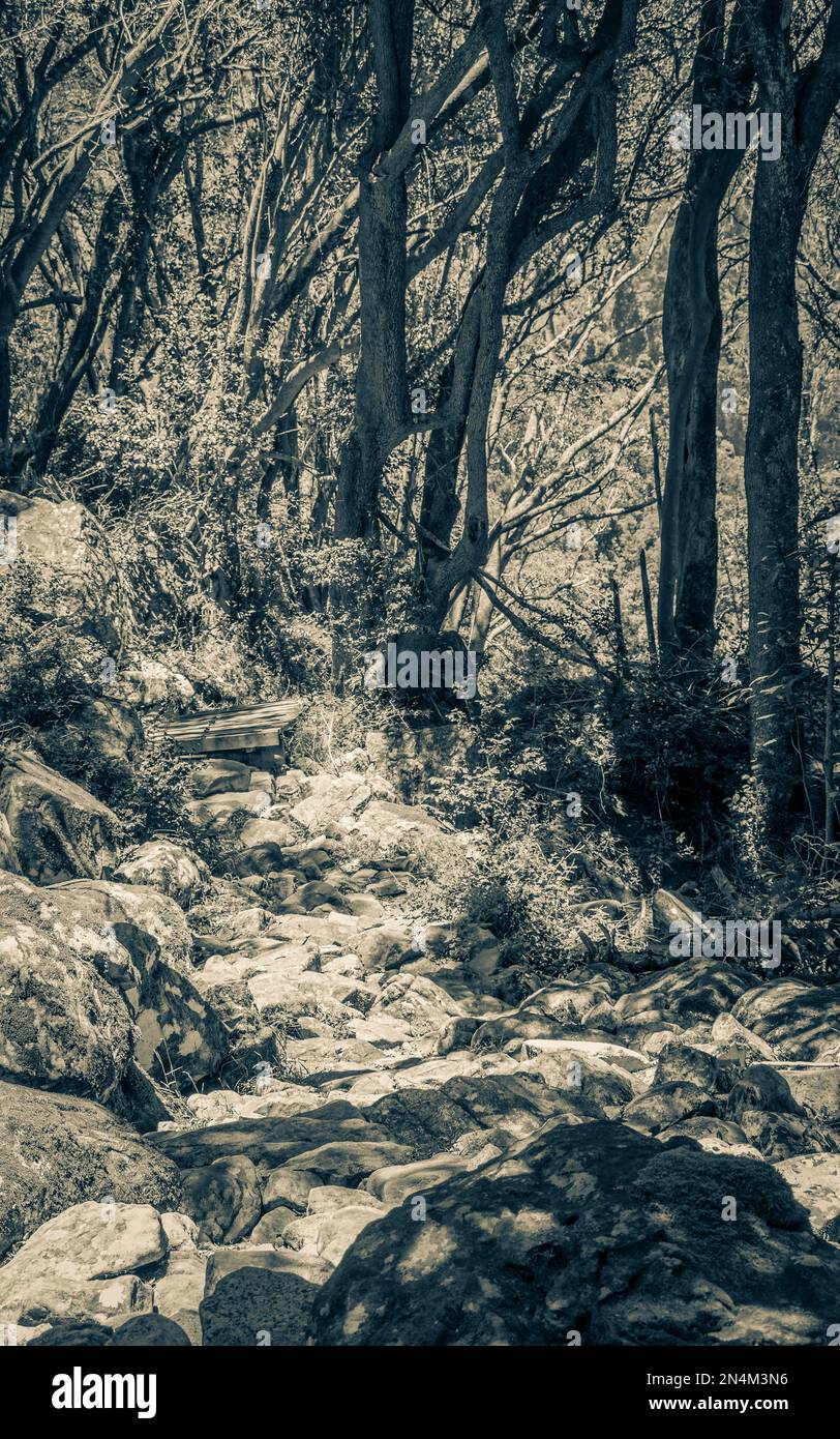 Stony forest path and hiking trail in Table Mountain National Park in ...