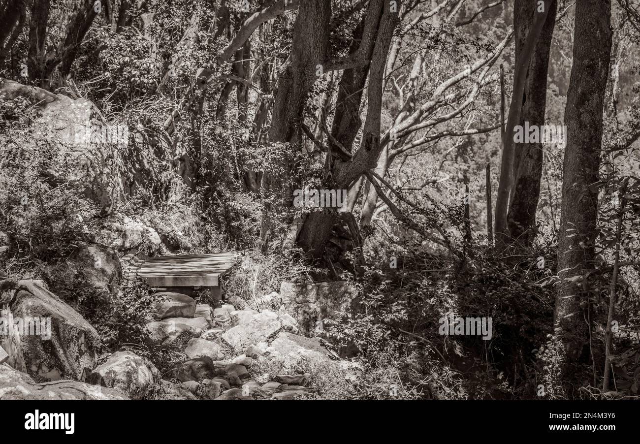Stony forest path and hiking trail in Table Mountain National Park in ...