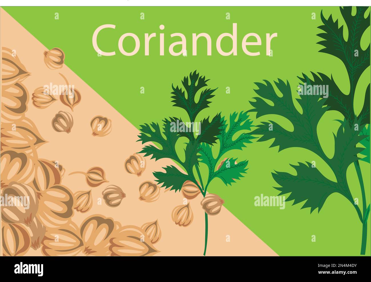 Coriander illustration hi-res stock photography and images - Alamy