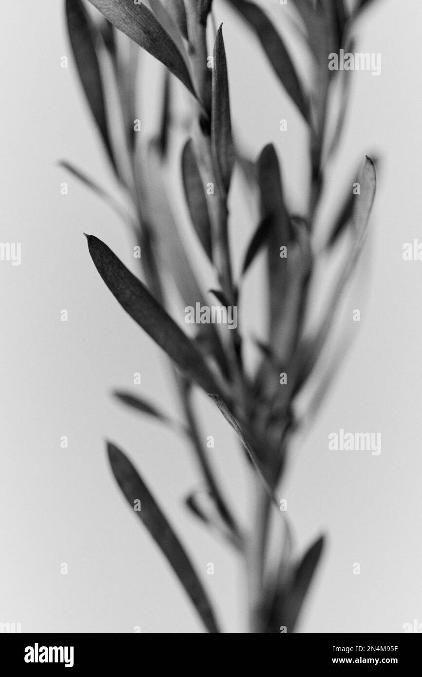 A vertical grayscale of long leaves of a plant Stock Photo - Alamy