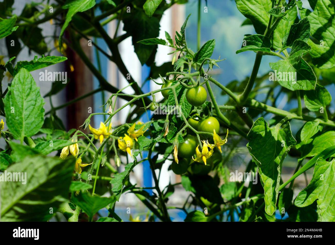 Small green tomato fruits with yellow flowers hang on the stems on the ...