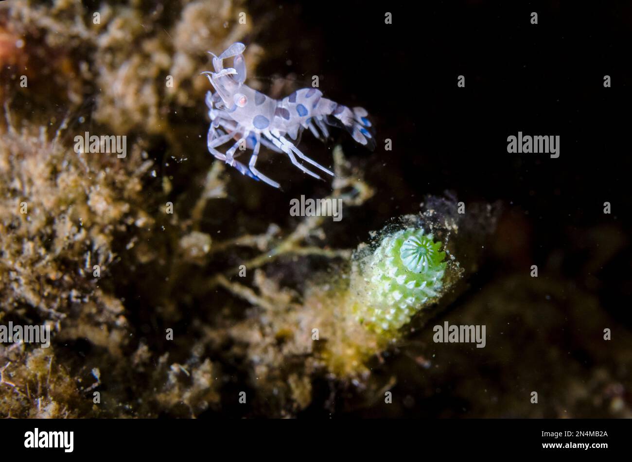 Harlequin Shrimp, Hymenocera elegans, leaping off Finger Algae ...