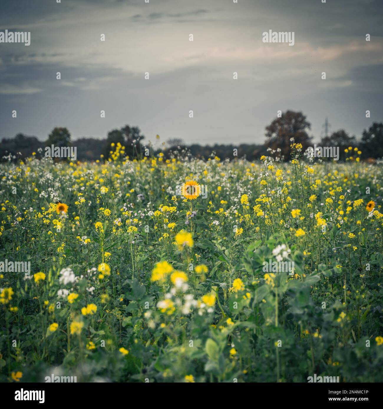 A bright sunflower seen in a beautiful rapeseed field on a moody day ...