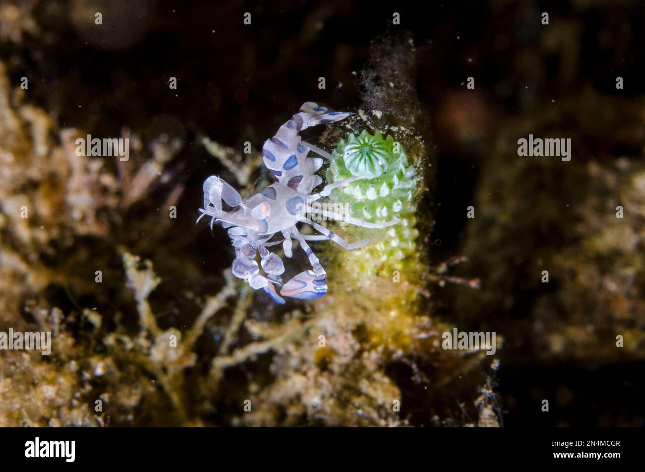 Harlequin Shrimp, Hymenocera elegans, on Finger Algas, Halicoryne sp ...