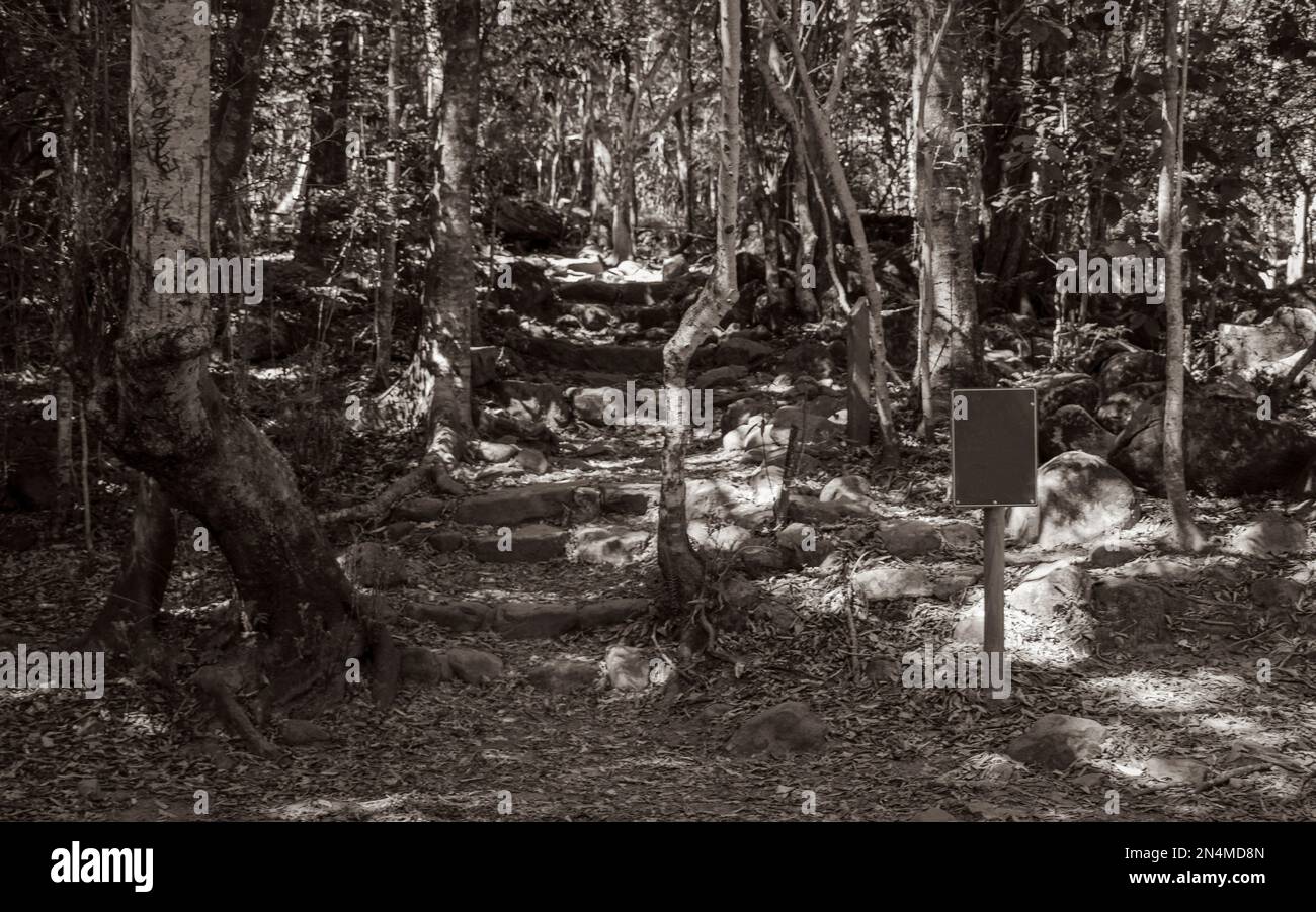 Shady forest path and hiking trail in Table Mountain National Park in ...