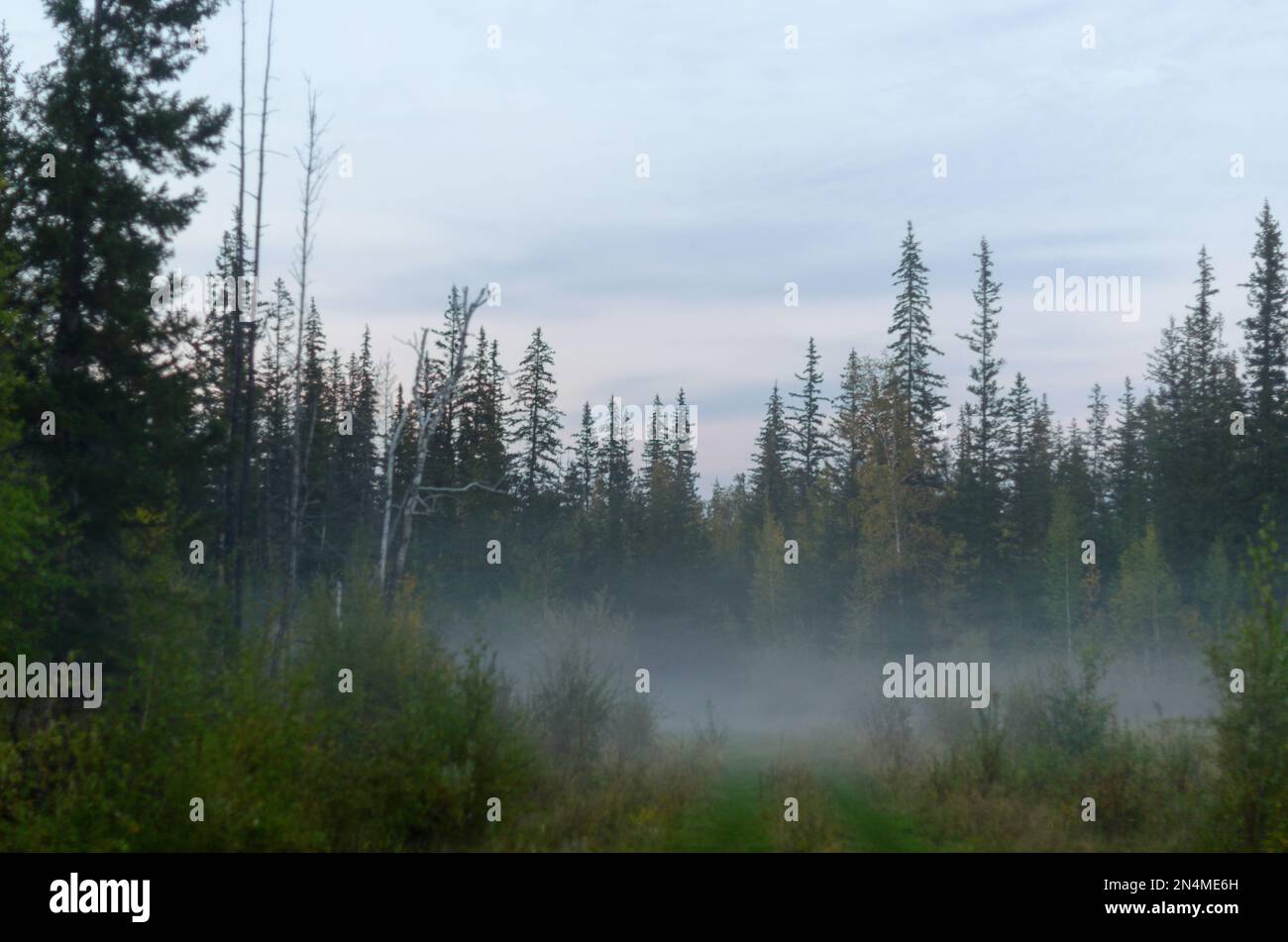 White thick fog creeps in the wild Northern Yakut taiga in the spruce ...