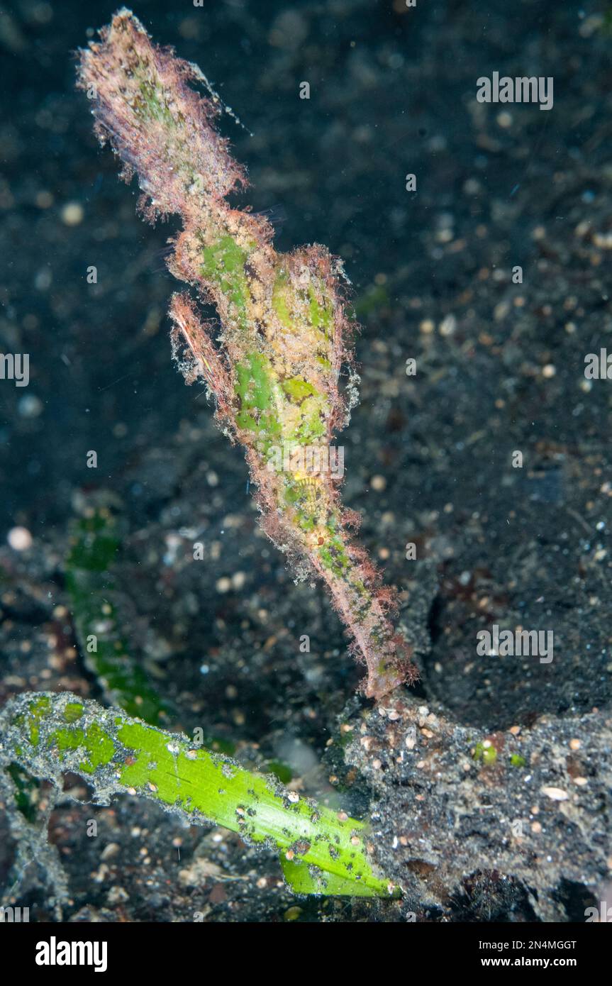 Halimeda Ghost Pipefish, Solenostomus halimeda, TK3 dive site, Lembeh ...
