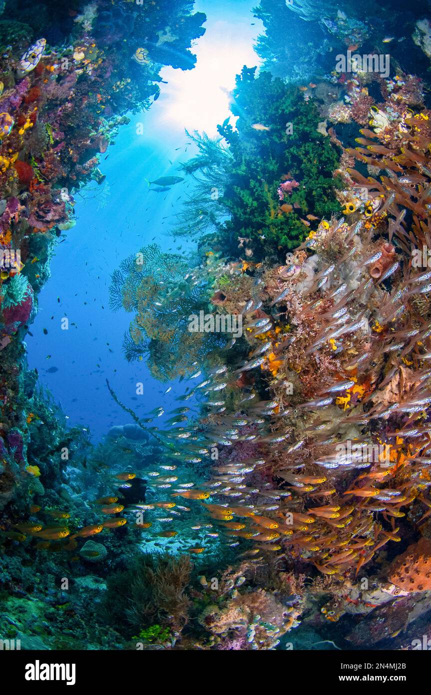 school of Yellow Sweepers, Parapriacanthus ransonneti, with sun in ...