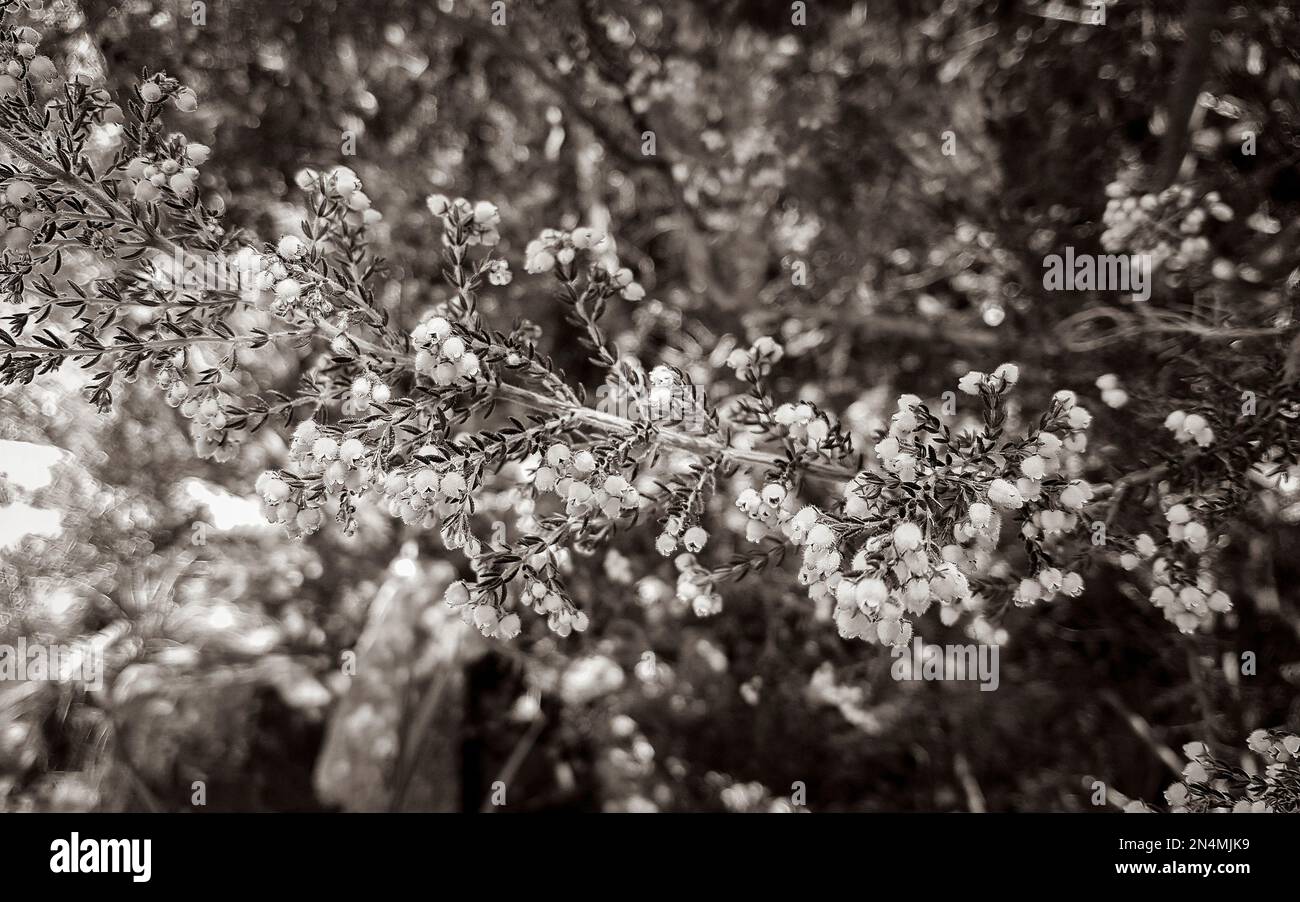 Purple heather plant close up in Table Mountain National Park, Cape ...