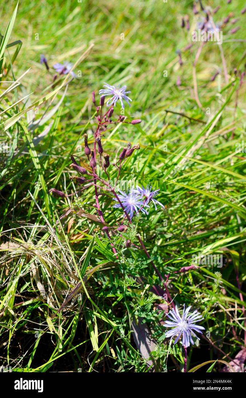 Wild lilac flowers grow in the green grass on the field in the tundra ...