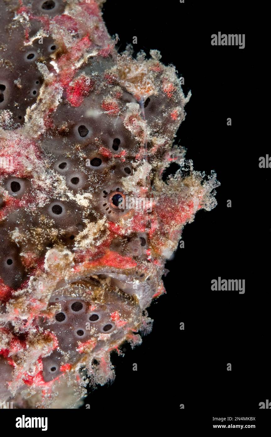 Giant Frogfish, Antennarius commersonii, night dive, Retak Larry dive ...