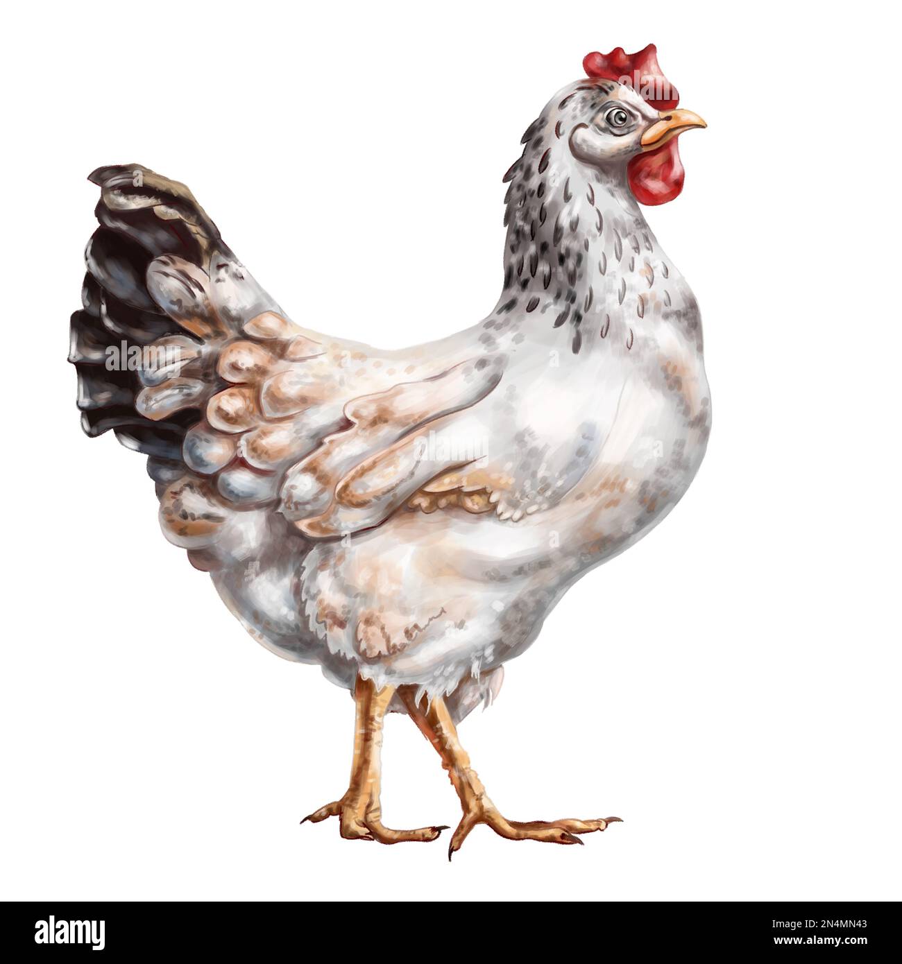 A white chicken with full-length spots. Digital illustration. Isolated ...