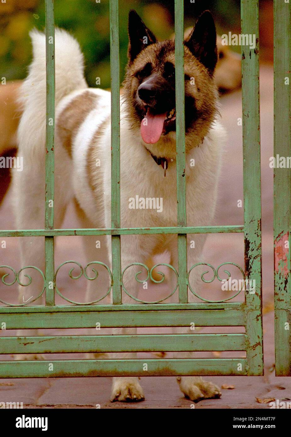 In this July 2, 1994 file photo, a dog believed to be the Akita dog ...
