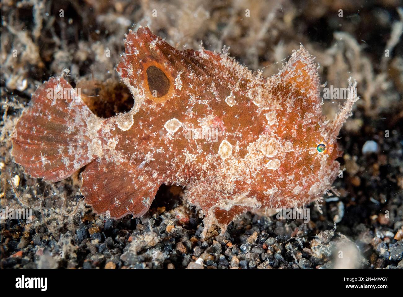 Spotfin Frogfish, Antennarius nummifer, Slow Poke dive site, Lembeh ...