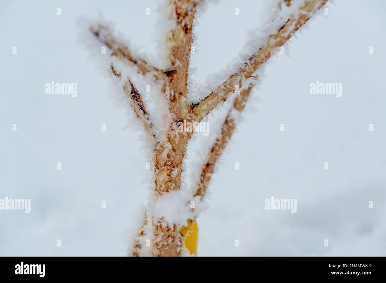 Damaged bark of a small fruit tree stripped by rabbits and small ...