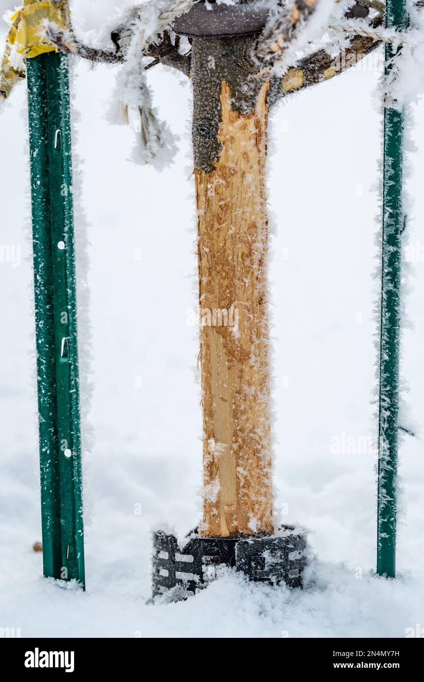 Rabbit damage tree hi-res stock photography and images - Alamy