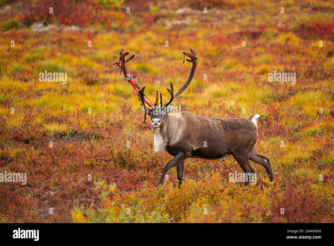 Bull Caribou in fall color Stock Photo - Alamy