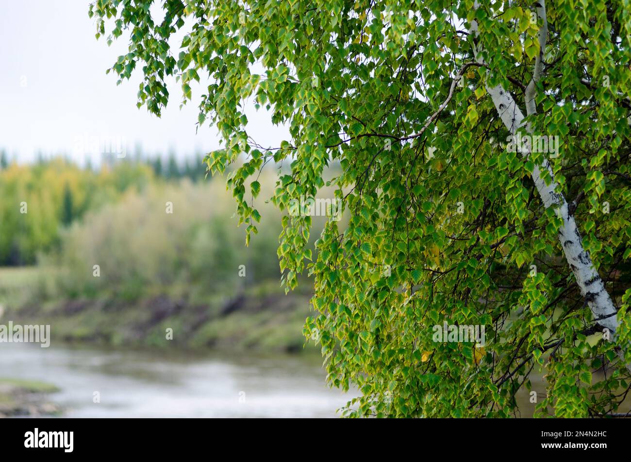 Rare in the tundra of Northern Yakutia white birch with green leaves ...