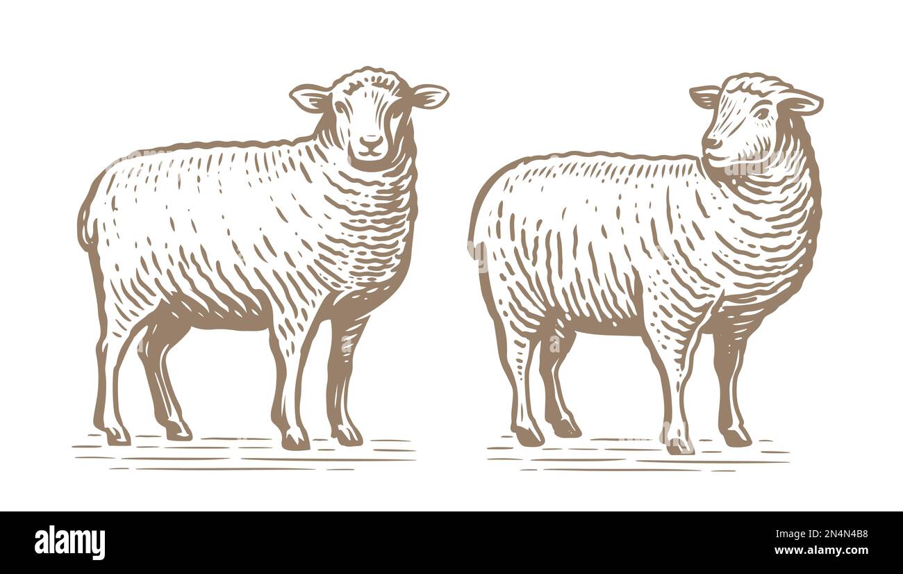 Hand drawn standing sheep in sketch style. Wool, lamb symbol. Farm ...